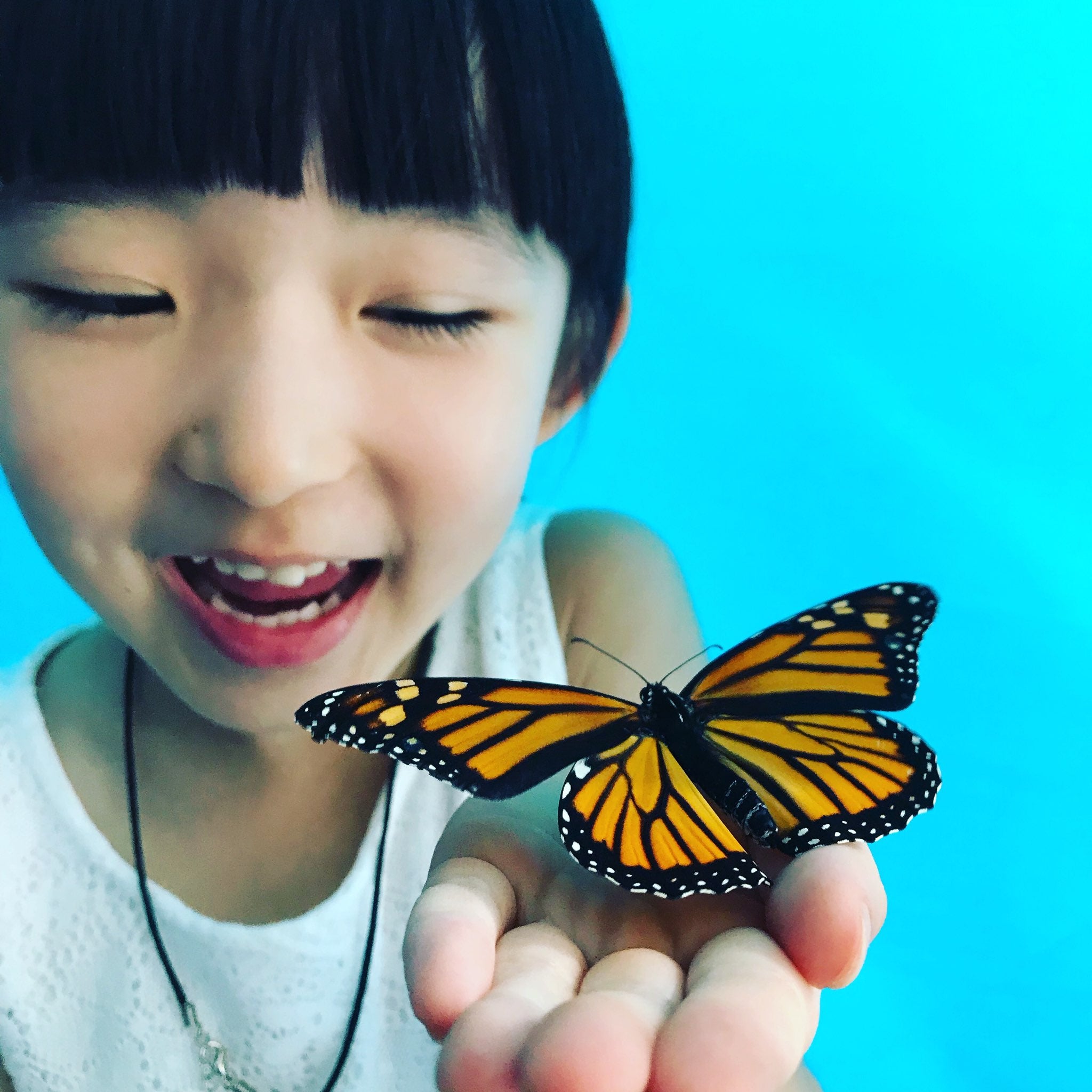 Butterfly Chrysalis Kit Australia Butterfly Life Cycle Kit – Bug Shop