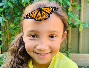 Butterfly Chrysalis Kit Australia Butterfly Life Cycle Kit – Bug Shop