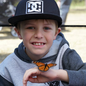 Butterfly Chrysalis Kit Australia Butterfly Life Cycle Kit – Bug Shop