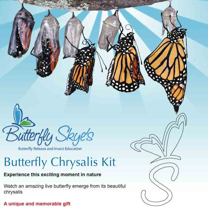 Insect Life Cycle Kits – Bug Shop